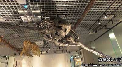 Archelon | Dino Tail - Paleontology Encyclopedia