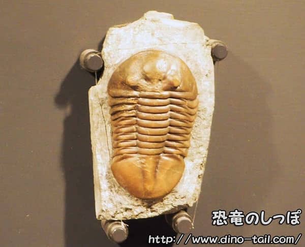 Asaphus (Trilobite) | Dino Tail - Paleontology Encyclopedia