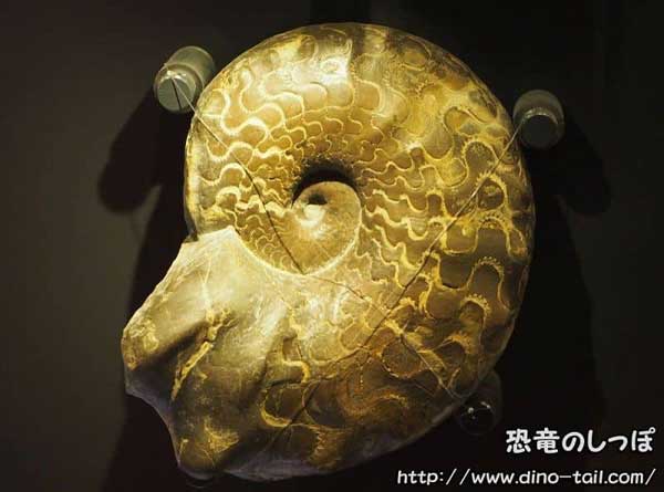 Ceratites (Ammonite) | Dino Tail - Paleontology Encyclopedia