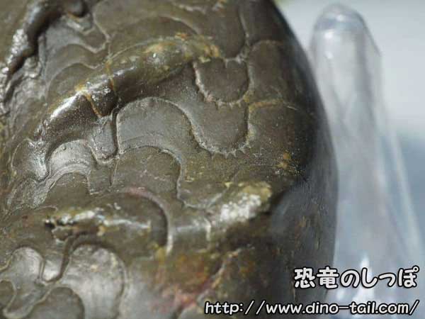 Ceratites (Ammonite) | Dino Tail - Paleontology Encyclopedia