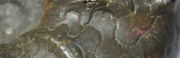 Ceratites (Ammonite) | Dino Tail - Paleontology Encyclopedia