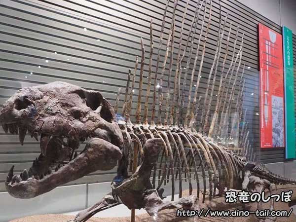 Dimetrodon | Dino Tail - Paleontology Encyclopedia