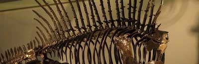 Edaphosaurus | Dino Tail - Paleontology Encyclopedia