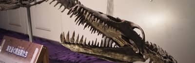 Elasmosaurus (Plesiosaur) | Dino Tail - Paleontology Encyclopedia