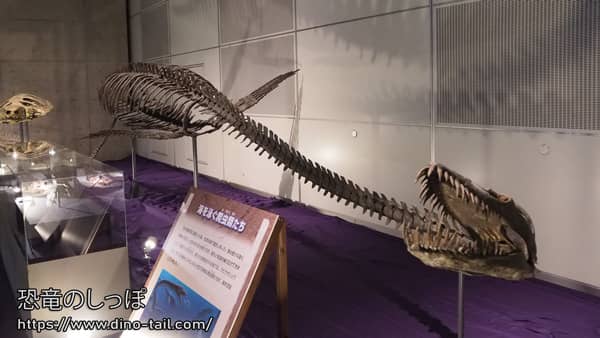 Elasmosaurus (Plesiosaur) | Dino Tail - Paleontology Encyclopedia