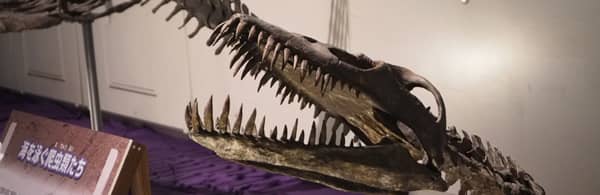 Elasmosaurus (Plesiosaur) | Dino Tail - Paleontology Encyclopedia
