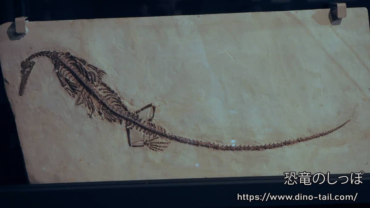 Mesosaurus | Dino Tail - Paleontology Encyclopedia