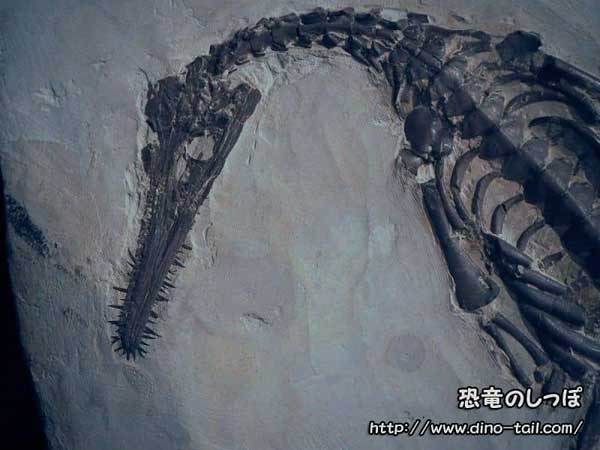 Mesosaurus | Dino Tail - Paleontology Encyclopedia