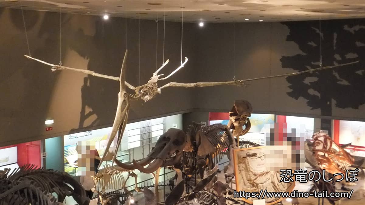 Pteranodon (Pterosaur) | Dino Tail - Paleontology Encyclopedia