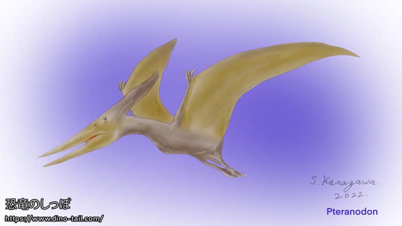 Pteranodon (Pterosaur) | Dino Tail - Paleontology Encyclopedia