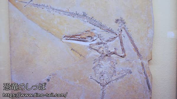 Rhamphorhynchus (Pterosaur) | Dino Tail - Paleontology Encyclopedia