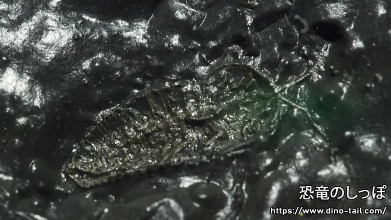 Triarthrus (Trilobite) | Dino Tail - Paleontology Encyclopedia