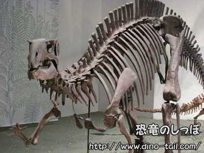 Dinosaurs Discovered in Japan | Dino Tail