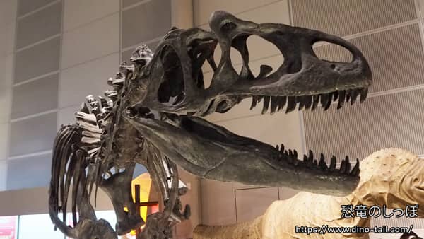 Allosaurus | Dino Tail - Encyclopedia