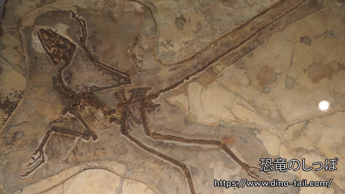 Anchiornis | Dino Tail - Encyclopedia