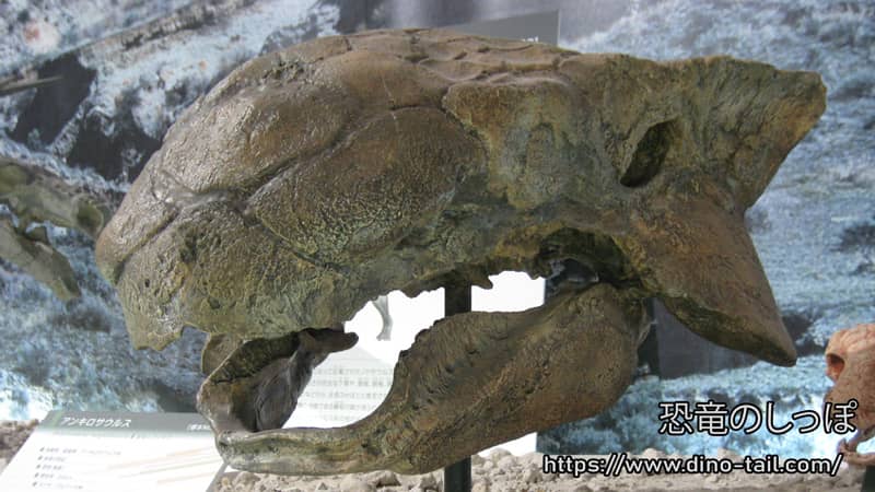 Ankylosaurus | Dino Tail - Encyclopedia