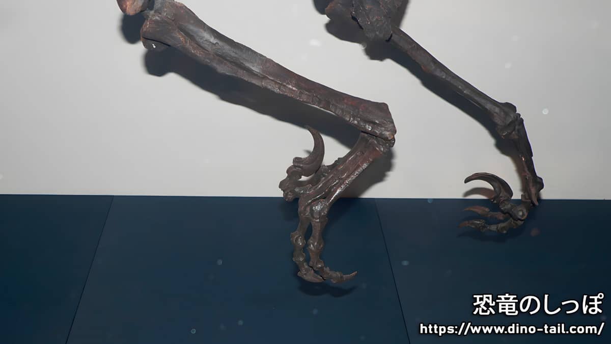 Deinonychus | Dino Tail - Encyclopedia