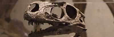 Dilong | Dino Tail - Encyclopedia