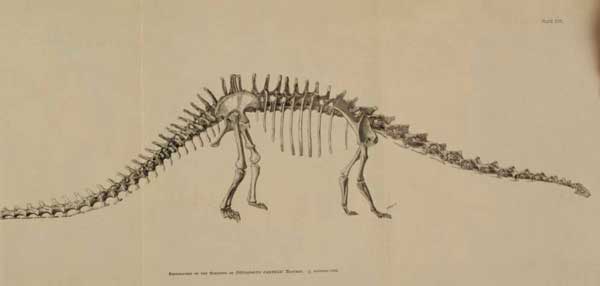 Diplodocus | Dino Tail - Encyclopedia