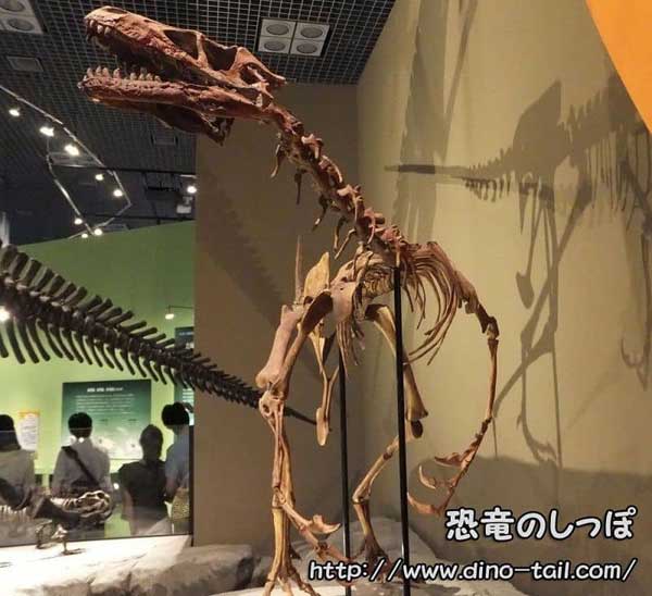 Dromaeosaurus | Dino Tail - Encyclopedia
