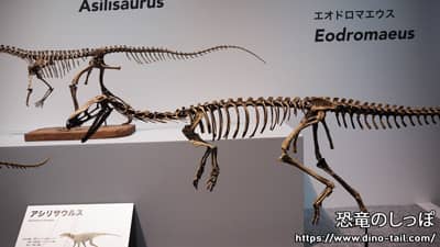Eodromaeus | Dino Tail - Encyclopedia