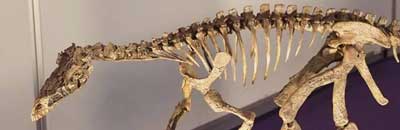 Eoraptor | Dino Tail - Encyclopedia