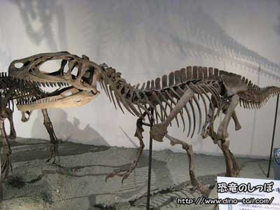 Fukuiraptor | Dino Tail - Encyclopedia