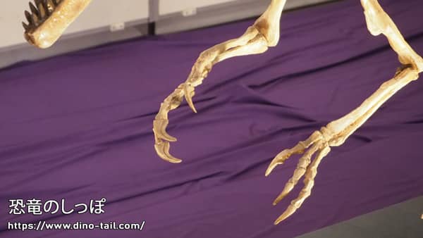 Herrerasaurus | Dino Tail - Encyclopedia