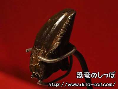 Iguanodon | Dino Tail - Encyclopedia