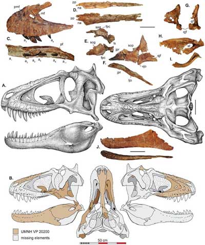 Lythronax | Dino Tail - Encyclopedia