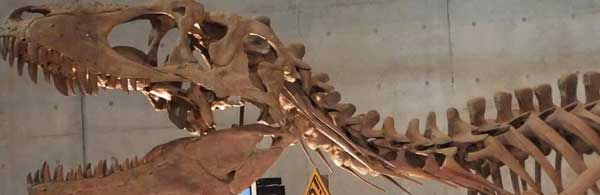 Lythronax | Dino Tail - Encyclopedia