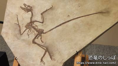 Microraptor | Dino Tail - Encyclopedia