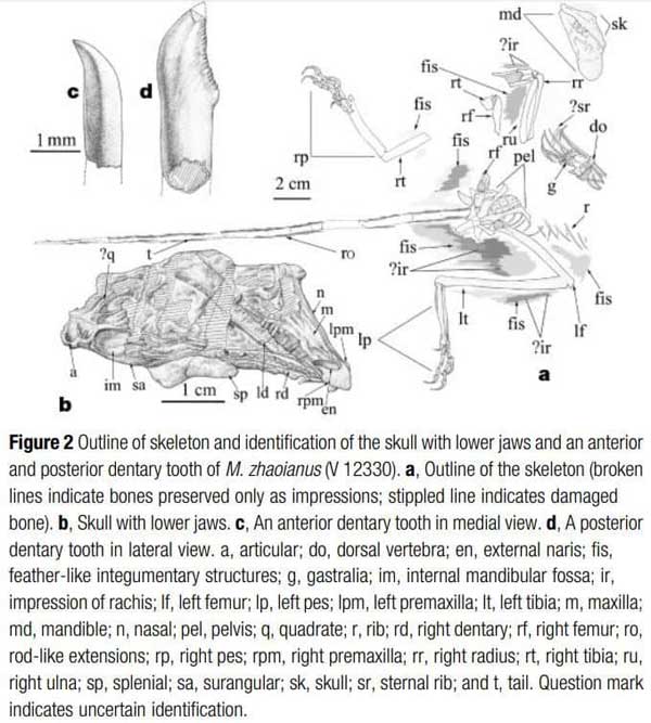 Microraptor | Dino Tail - Encyclopedia