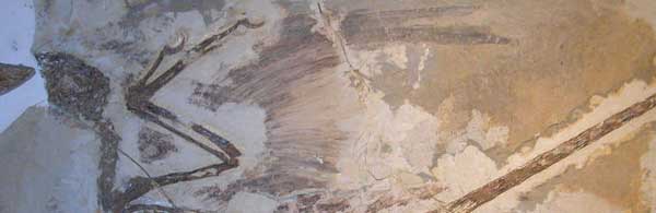 Microraptor | Dino Tail - Encyclopedia