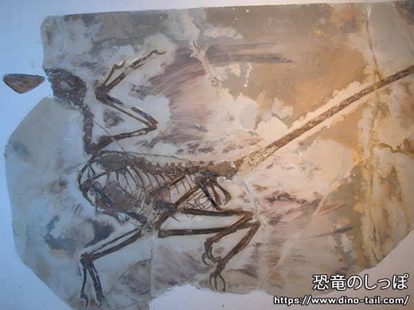 Microraptor | Dino Tail - Encyclopedia