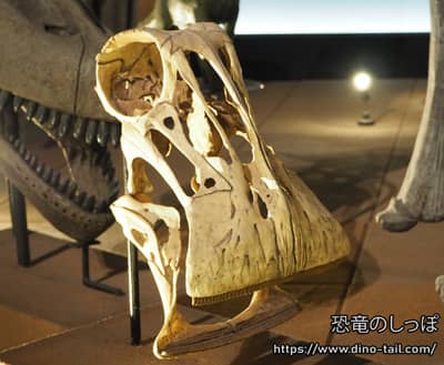 Nigersaurus | Dino Tail - Encyclopedia