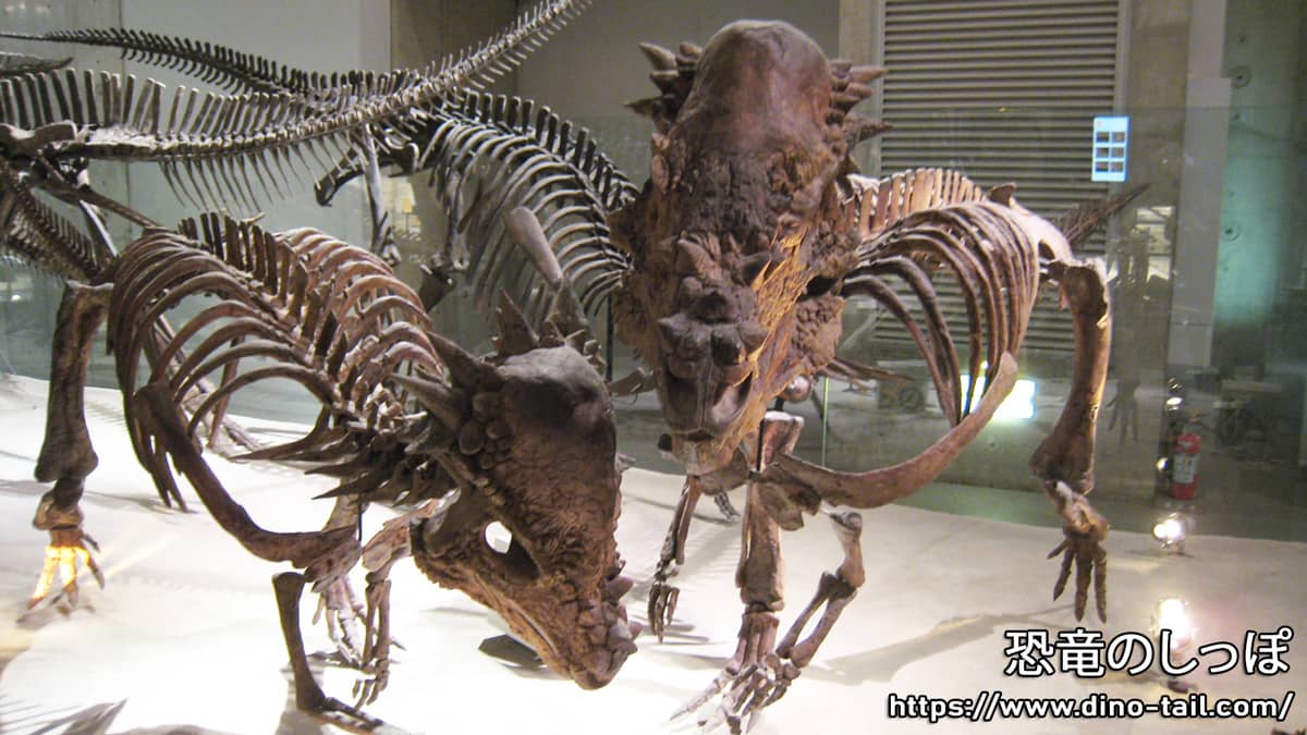 Pachycephalosaurus | Dino Tail - Encyclopedia