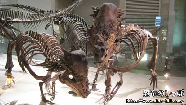 Pachycephalosaurus | Dino Tail - Encyclopedia