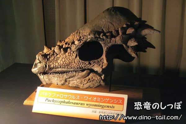 Pachycephalosaurus | Dino Tail - Encyclopedia