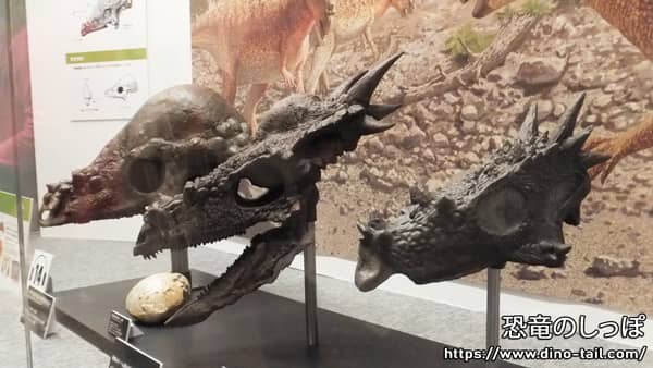 Pachycephalosaurus | Dino Tail - Encyclopedia