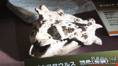 Pinacosaurus | Dino Tail - Encyclopedia