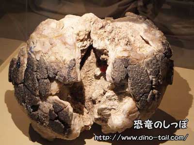Saltasaurus | Dino Tail - Encyclopedia