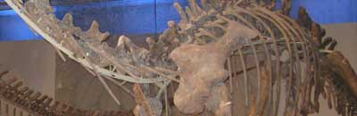 Shunosaurus | Dino Tail - Encyclopedia