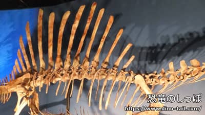 Spinosaurus Gallery | Dino Tail - Encyclopedia