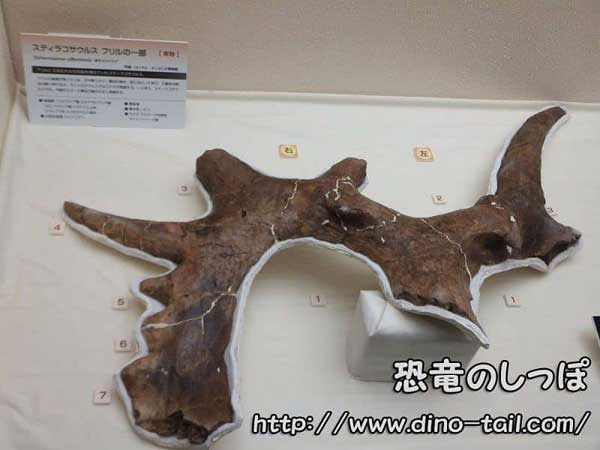 Styracosaurus | Dino Tail - Encyclopedia