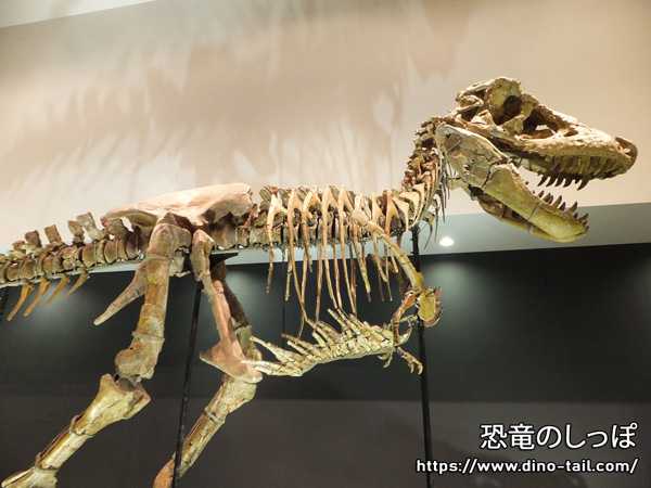 Tarbosaurus | Dino Tail - Encyclopedia