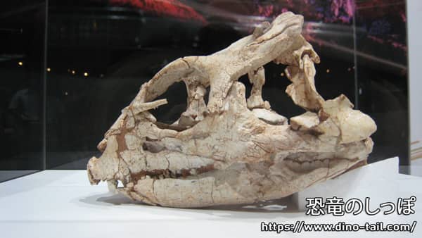 Yinlong | Dino Tail - Encyclopedia