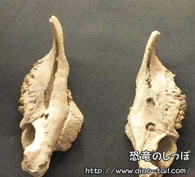 Pinacosaurus | La Cola del Dinosaurio - Enciclopedia