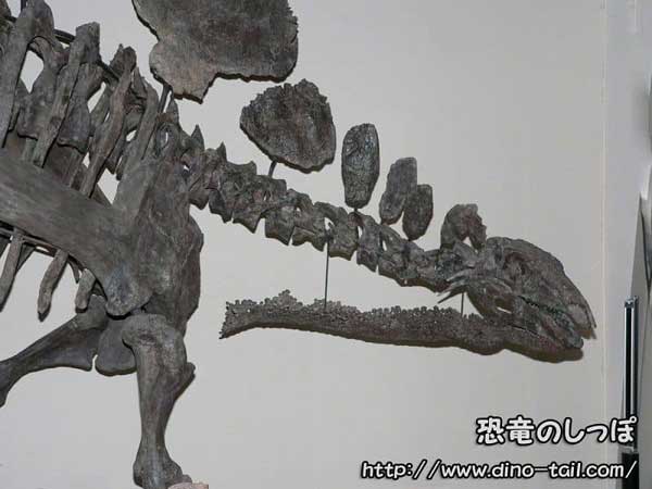 Stegosaurus | La Cola del Dinosaurio - Enciclopedia